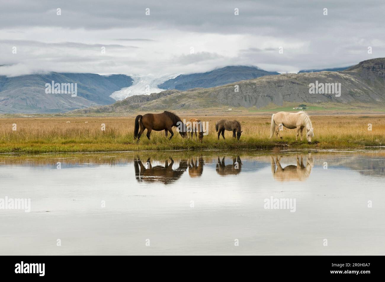 Icelandic horses in a field near Hofn, Iceland, Scandinavia, Europe ...