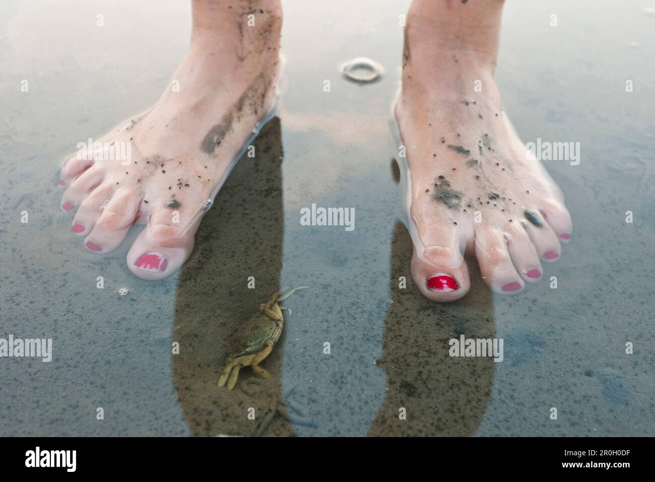 A woman's feet and a crab in shallow water, Wadden lands, Lower Saxony ...