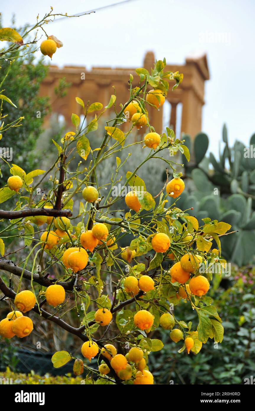 Citron at Temple of Concordia in the valley of temples, Agrigento ...