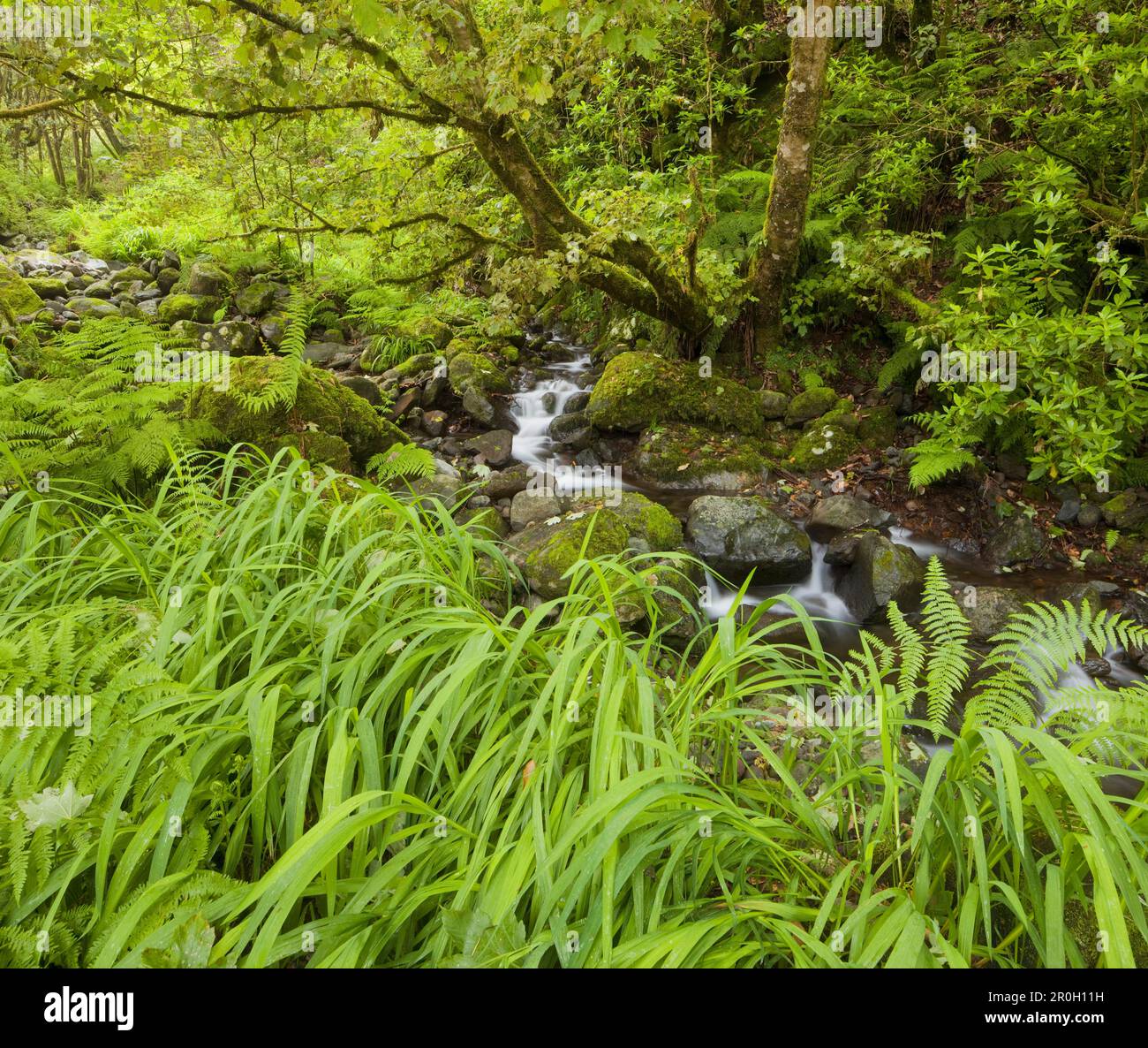 Juicy grass next to Rio Silveira, Caldeirao Verde, Queimadas Forest ...