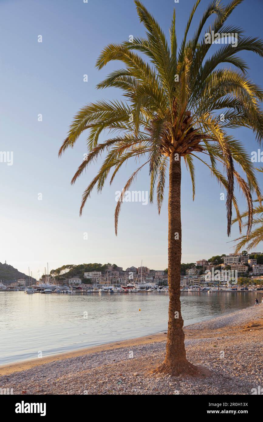 Palm tree at beach, Platja des Traves, Port de Soller, Soller, Majorca ...