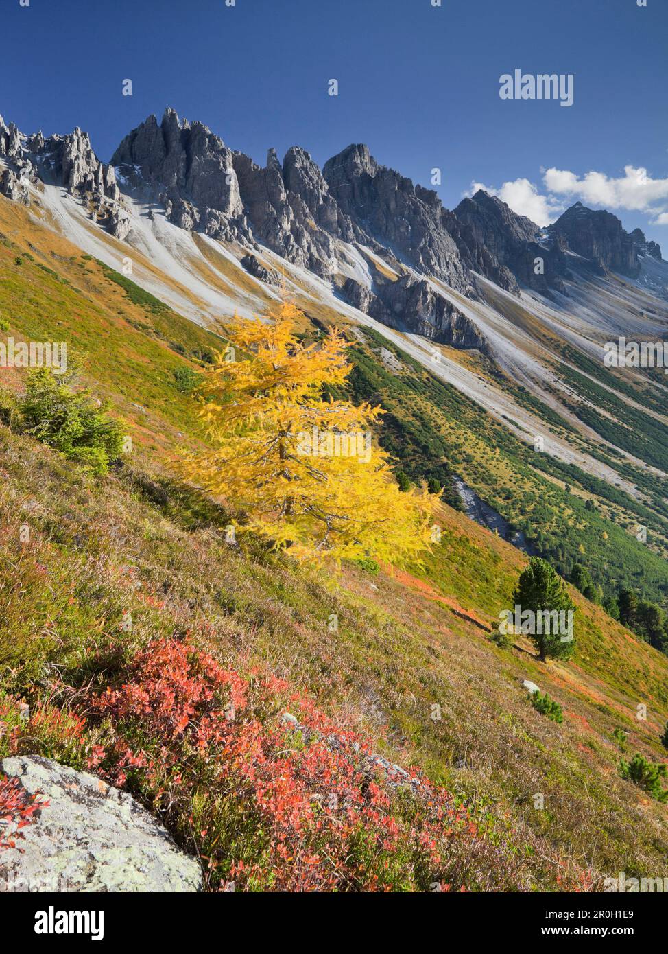 Austrian larch hi-res stock photography and images - Alamy