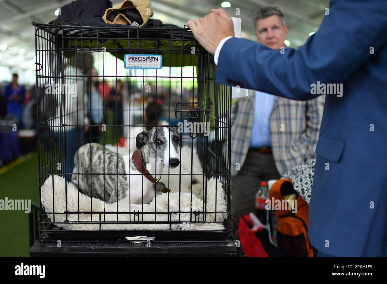 New York, USA. 08th May, 2023. A Whippet named ‘Gowdi' waits in her ...