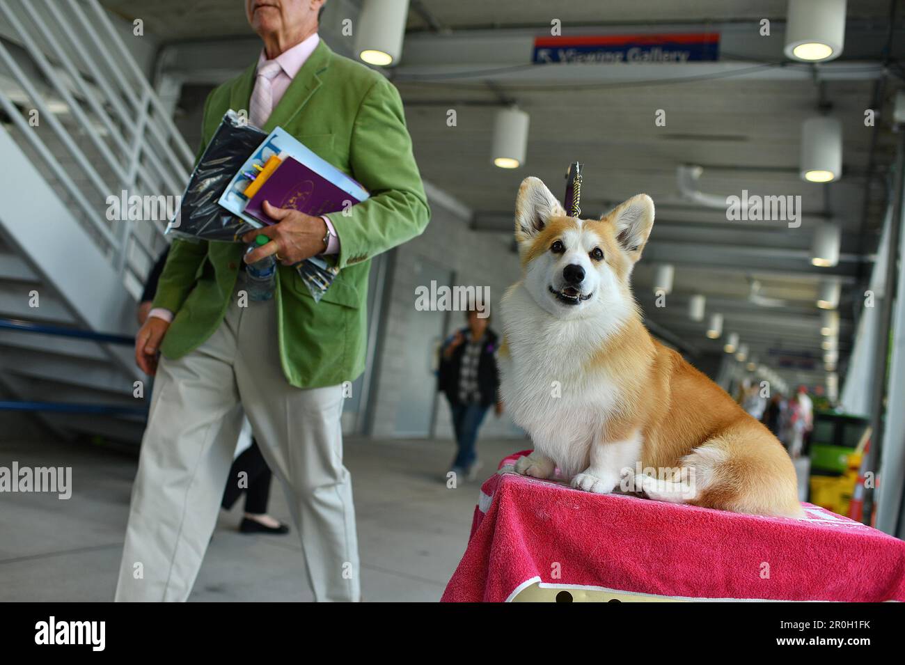 New York, USA. 08th May, 2023. A West Corgi Pembroke named “Newman ...