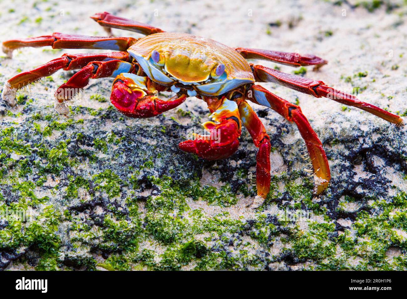 Red rock crab at Dragon Hill, Island of Santa Cruz, Galapagos, Ecuador ...