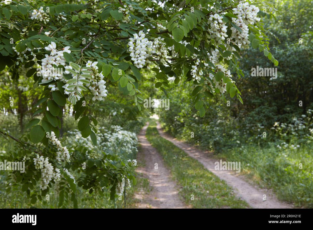 Buckow brandenburg germany hi-res stock photography and images - Alamy