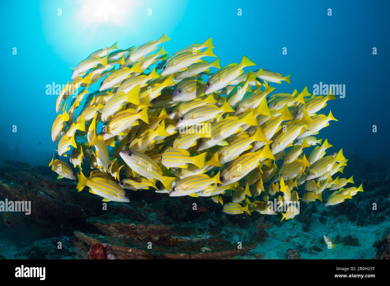 Shoal of Bluestriped Snapper, Lutjanus kasmira, North Male Atoll ...