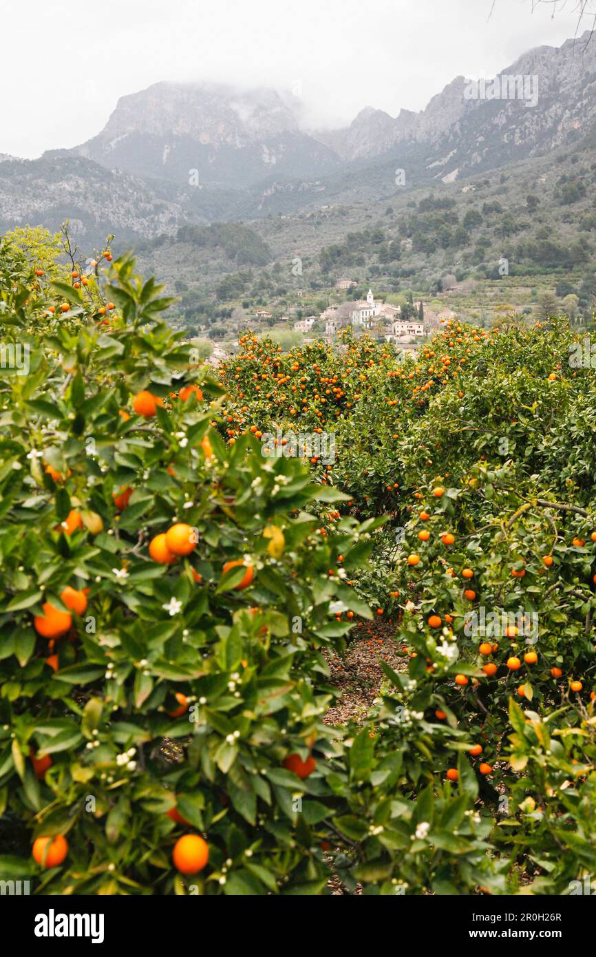 View over orange groves towards Biniaraix, Puig Major Mountain, highest ...