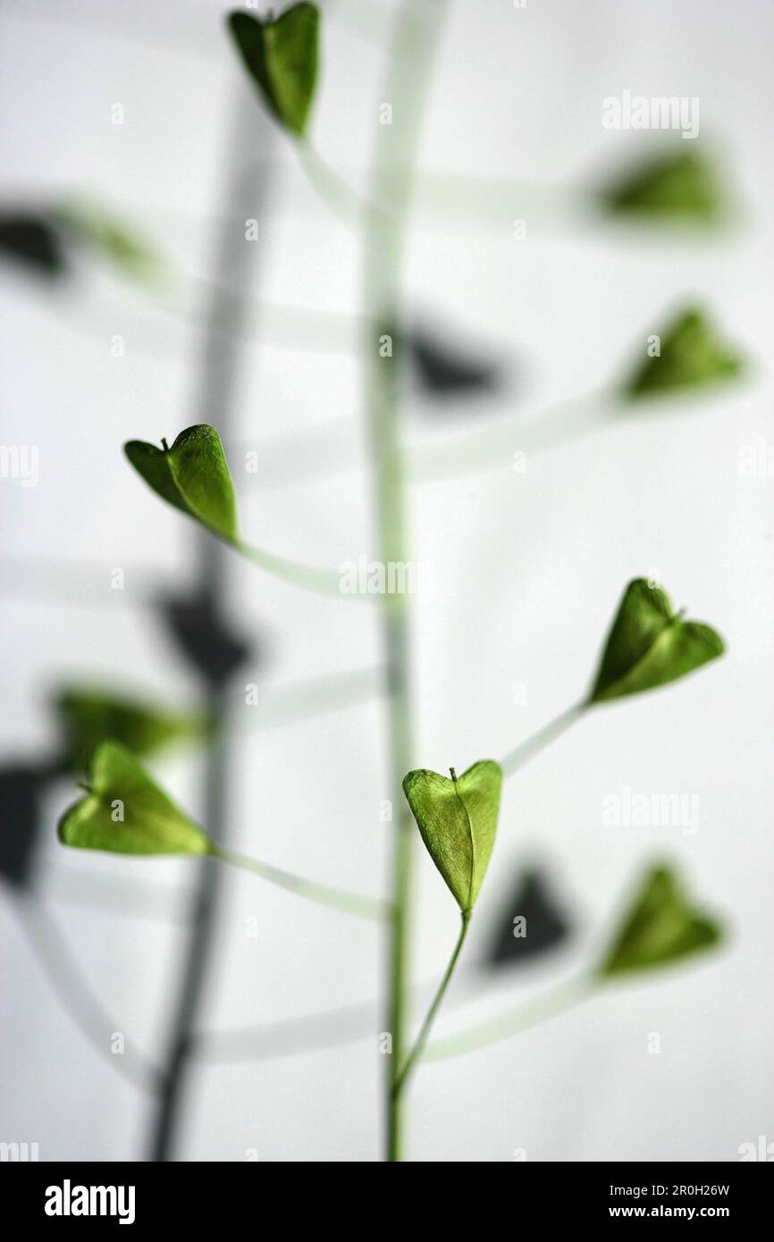 Range of seed forms hi-res stock photography and images - Alamy