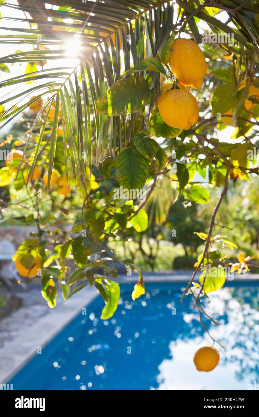 Lemon trees with fruits and swimming pool in the background, Soller ...