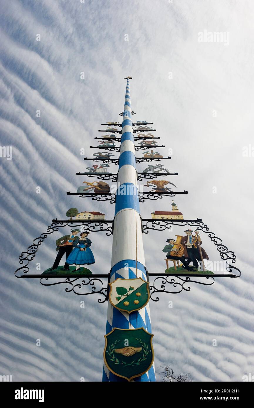May tree in Hoeslwang, Bavaria, Germany Stock Photo - Alamy