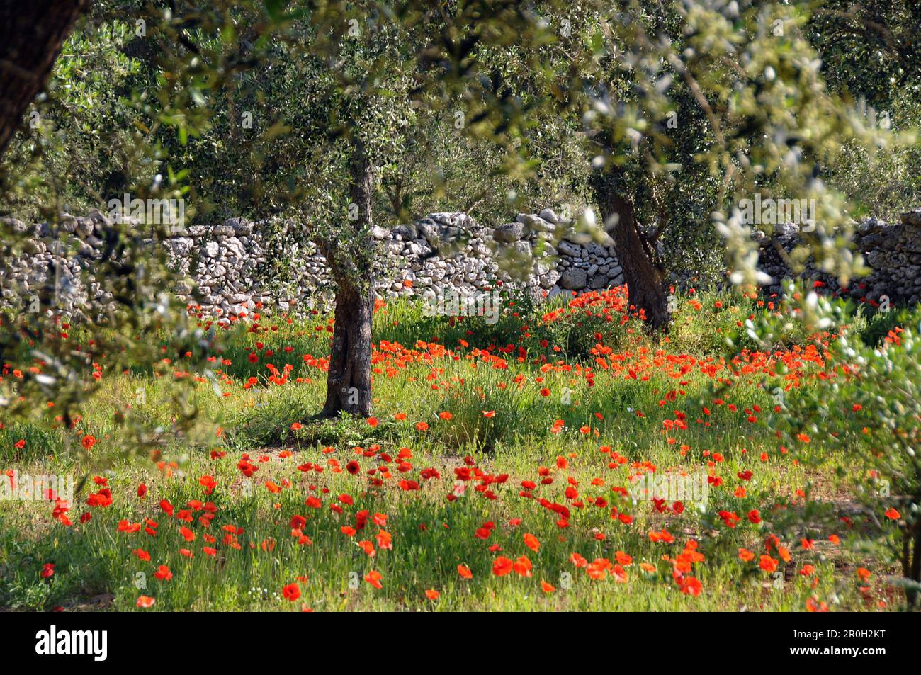 Olive tree in meadow in bloom hi-res stock photography and images - Alamy