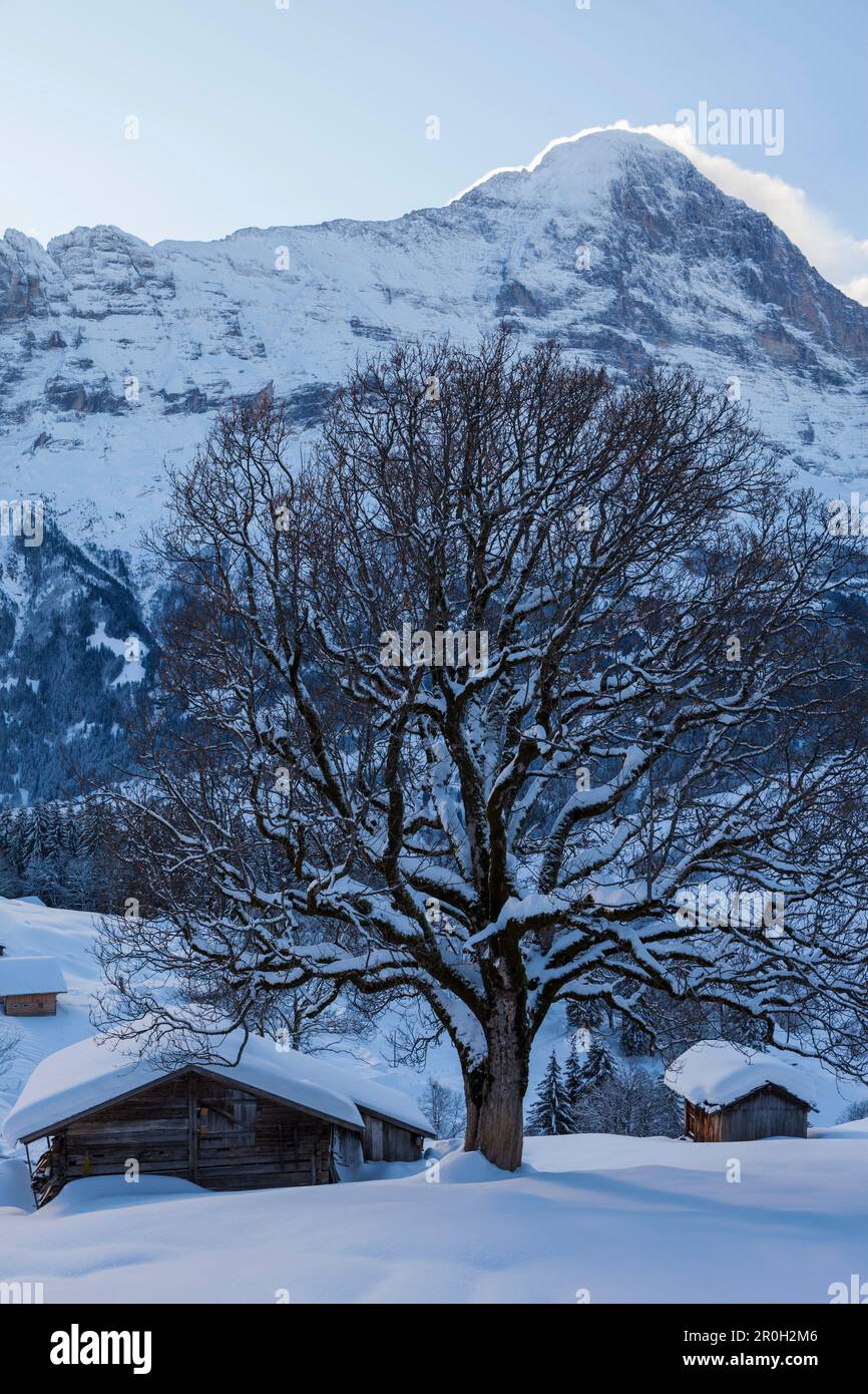 Sycamore Maple tree, acer pseudoplatanus, in winter with alpine cottage ...