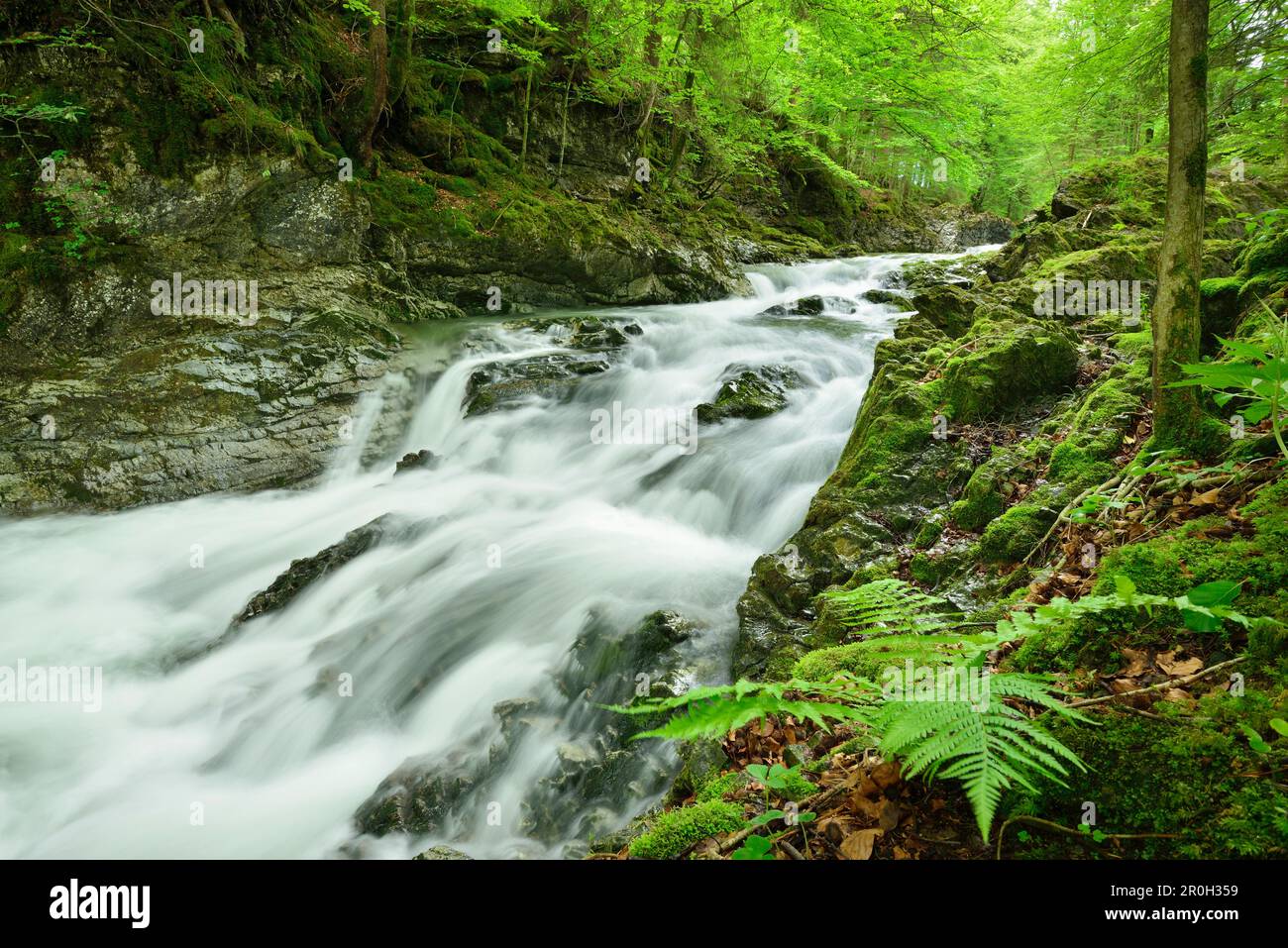 Mountain stream running through a narrow bed, Prien in Prien valley ...