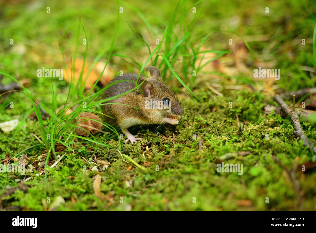 Wood mouse holding food, Apodemus sylvaticus, Chiemgau, Chiemgau range ...