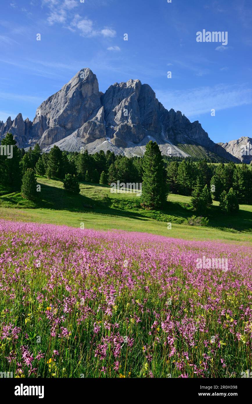 Flowering meadow in front of Peitlerkofel, Peitlerkofel, Dolomites ...