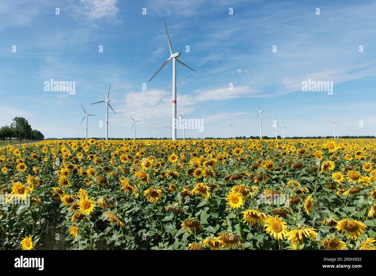 Field blooming sunflowers in wind hi-res stock photography and images ...
