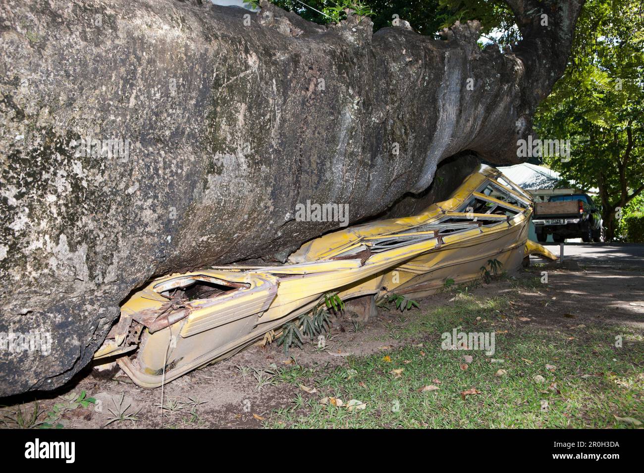 Tree uprooted by Hurricane, Dominica, Leeward Antilles, Lesser Antilles ...