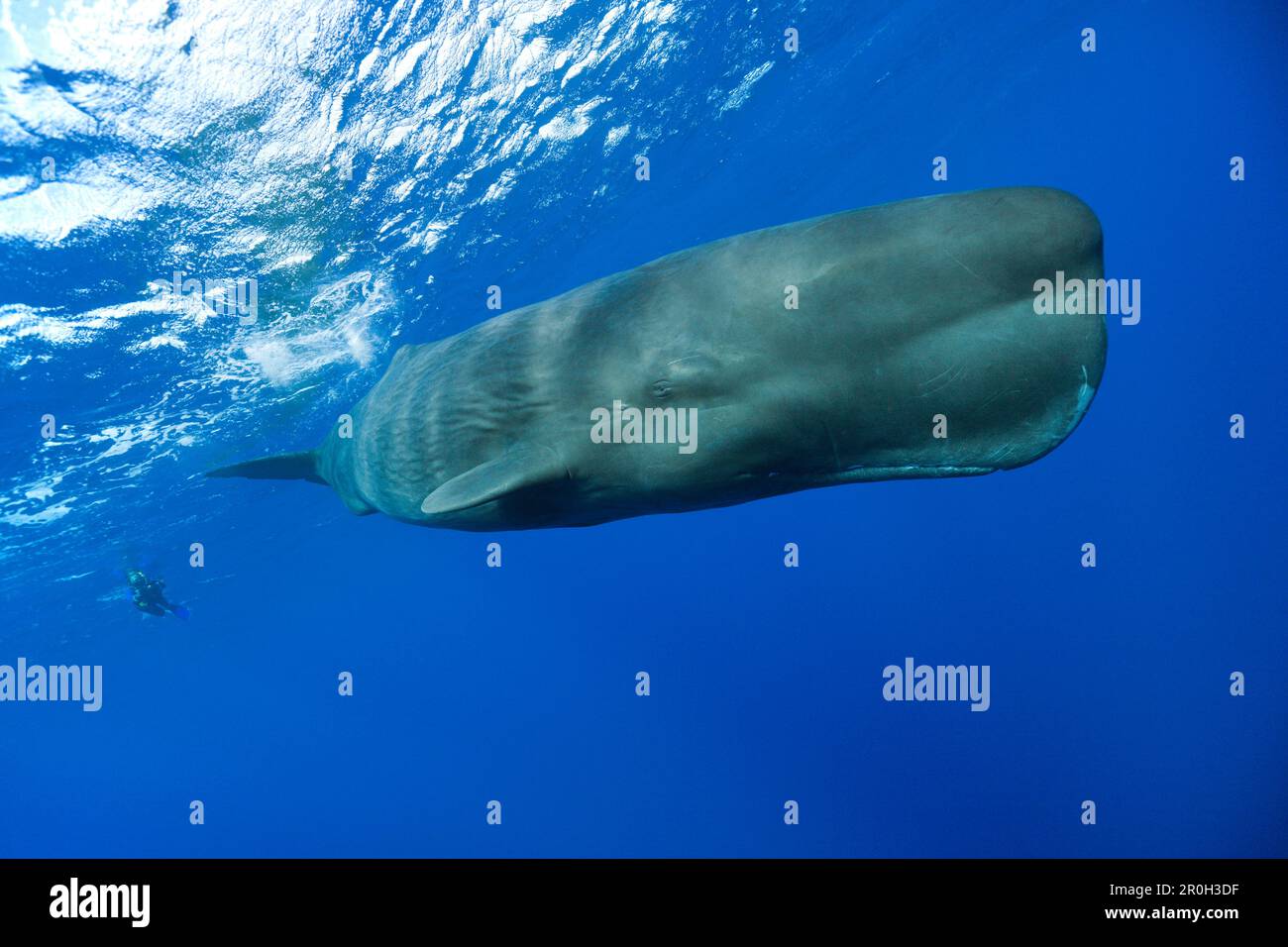 Sperm whale underwater mouth hi-res stock photography and images - Alamy