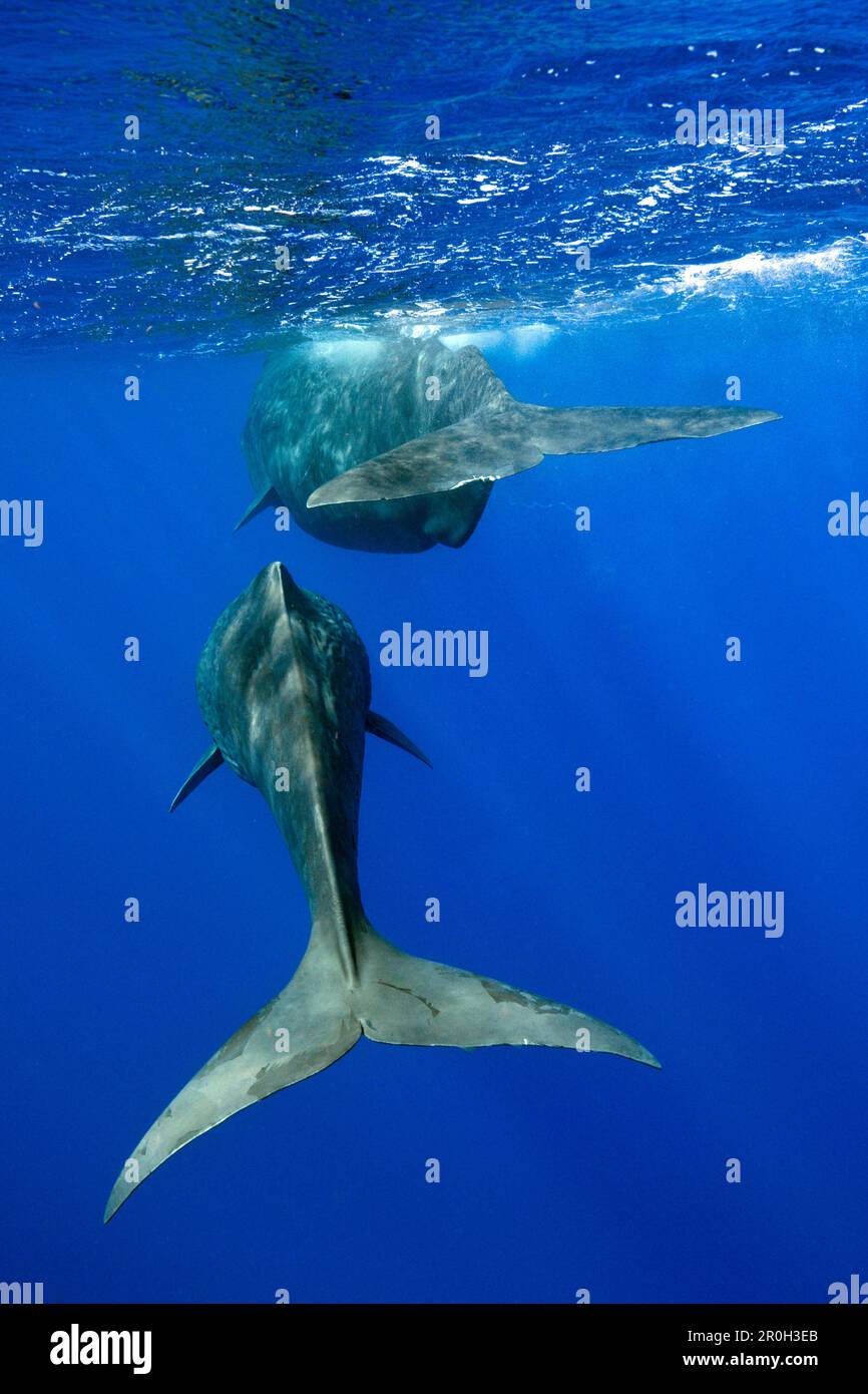 Social bahavior of Sperm Whale, Physeter macrocephalus, Caribbean Sea ...
