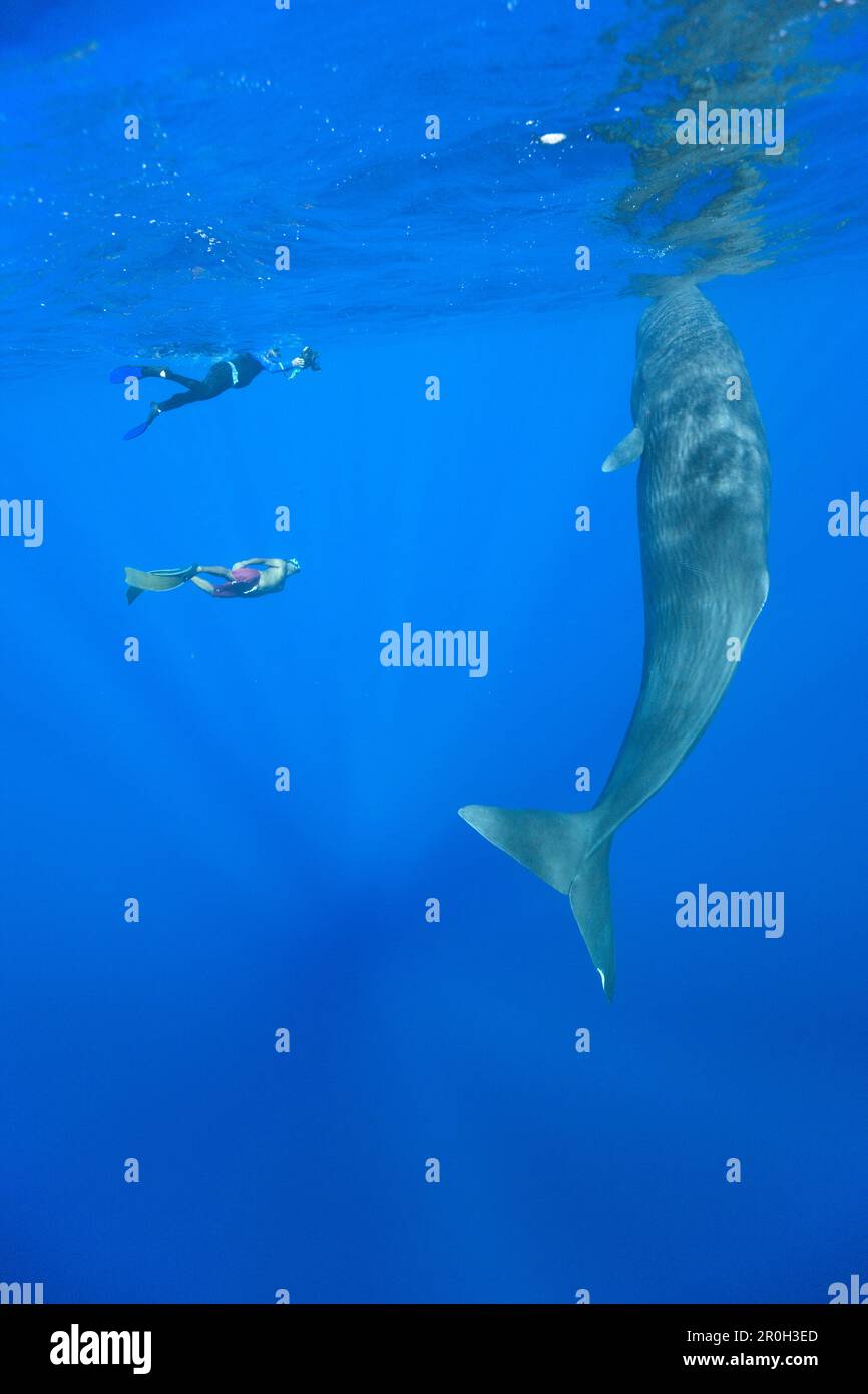 Sperm whale skin diver physeter hi-res stock photography and images - Alamy