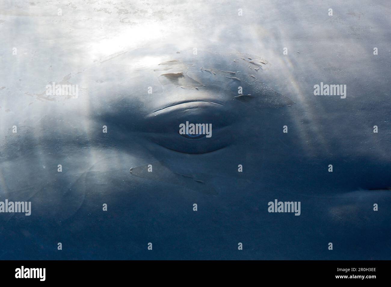 Close up eye sperm whale hi-res stock photography and images - Alamy