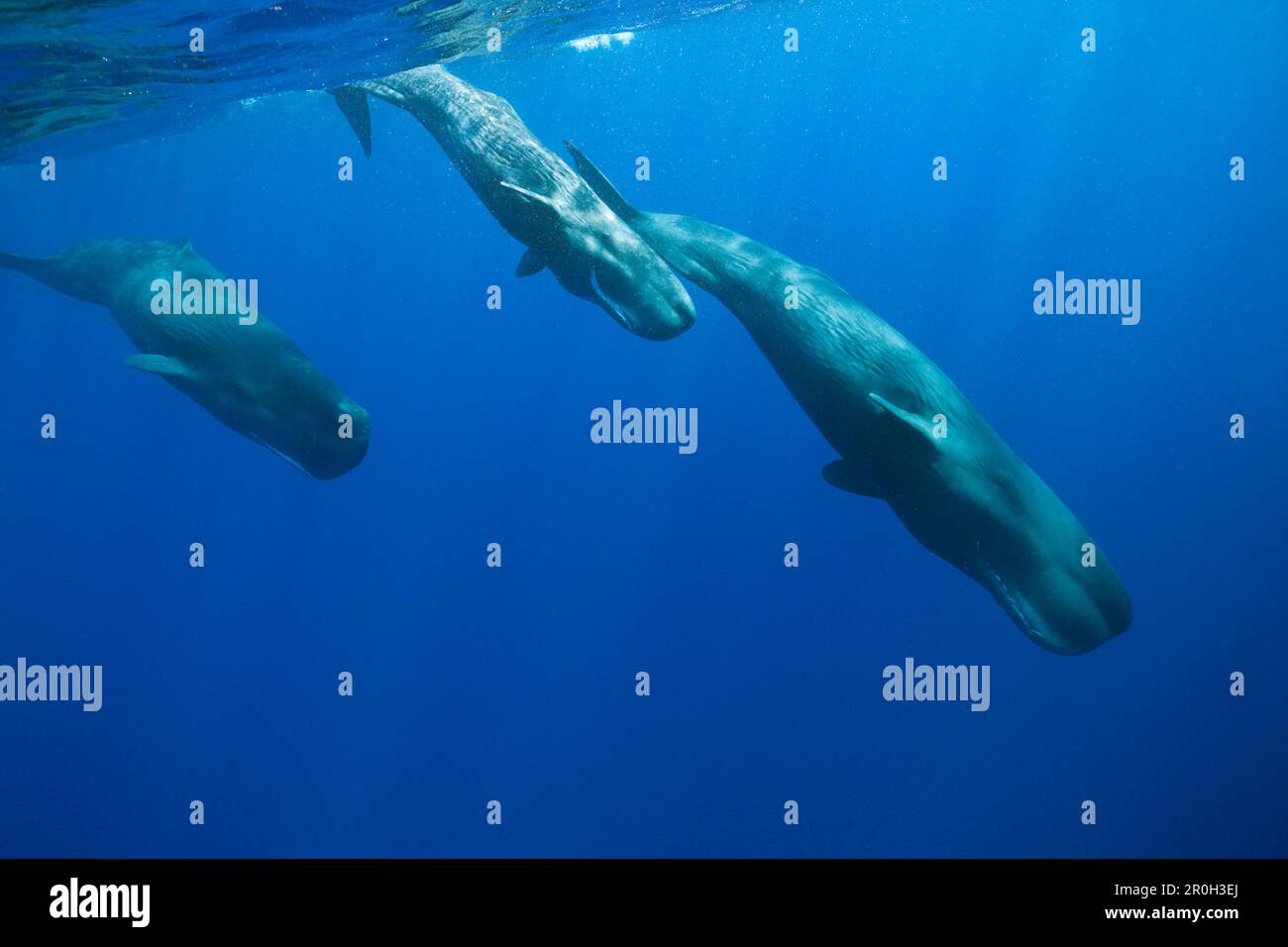 Social bahavior of Sperm Whale, Physeter macrocephalus, Caribbean Sea ...