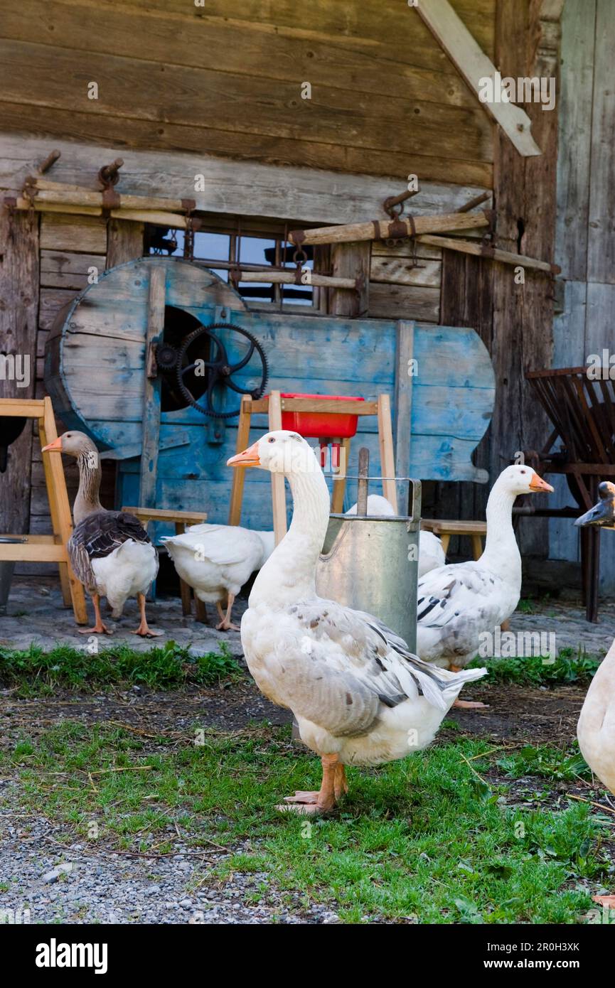 Free-range geese, goose, poultry, Rural scene, Bavaria, Germany Stock ...