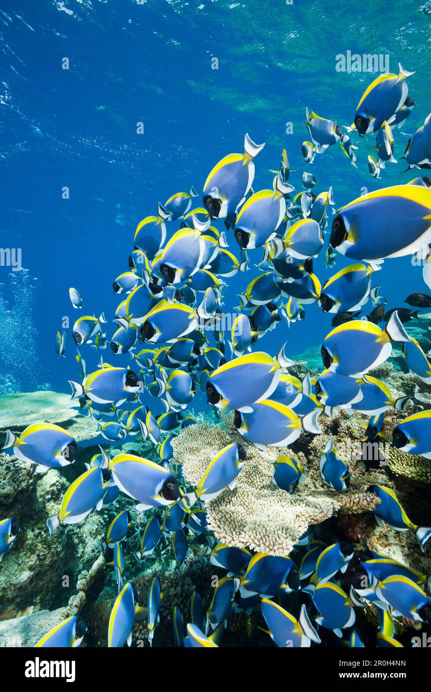 Shoal of Powder Blue Tang, Acanthurus leucosternon, Thaa Atoll ...