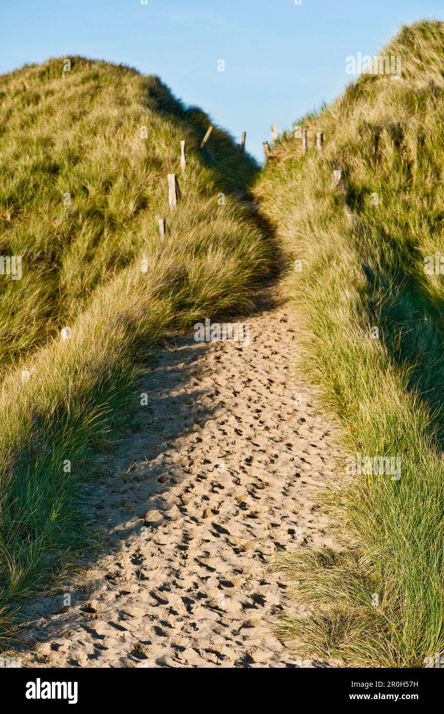 Sanddunes on the Ellenbogen peninsula, Sylt, Schleswig-Holstein ...