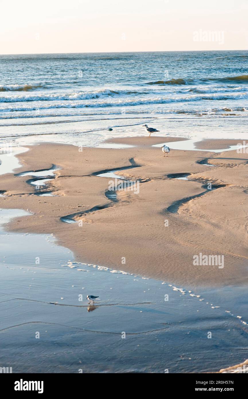 Beach at the Ellenbogen peninsula, Sylt, Schleswig-Holstein, Germany ...