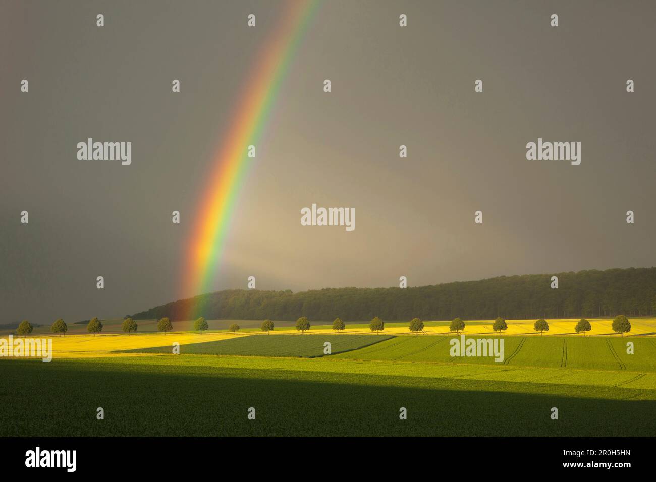 Tree row with thunderclouds hi-res stock photography and images - Alamy