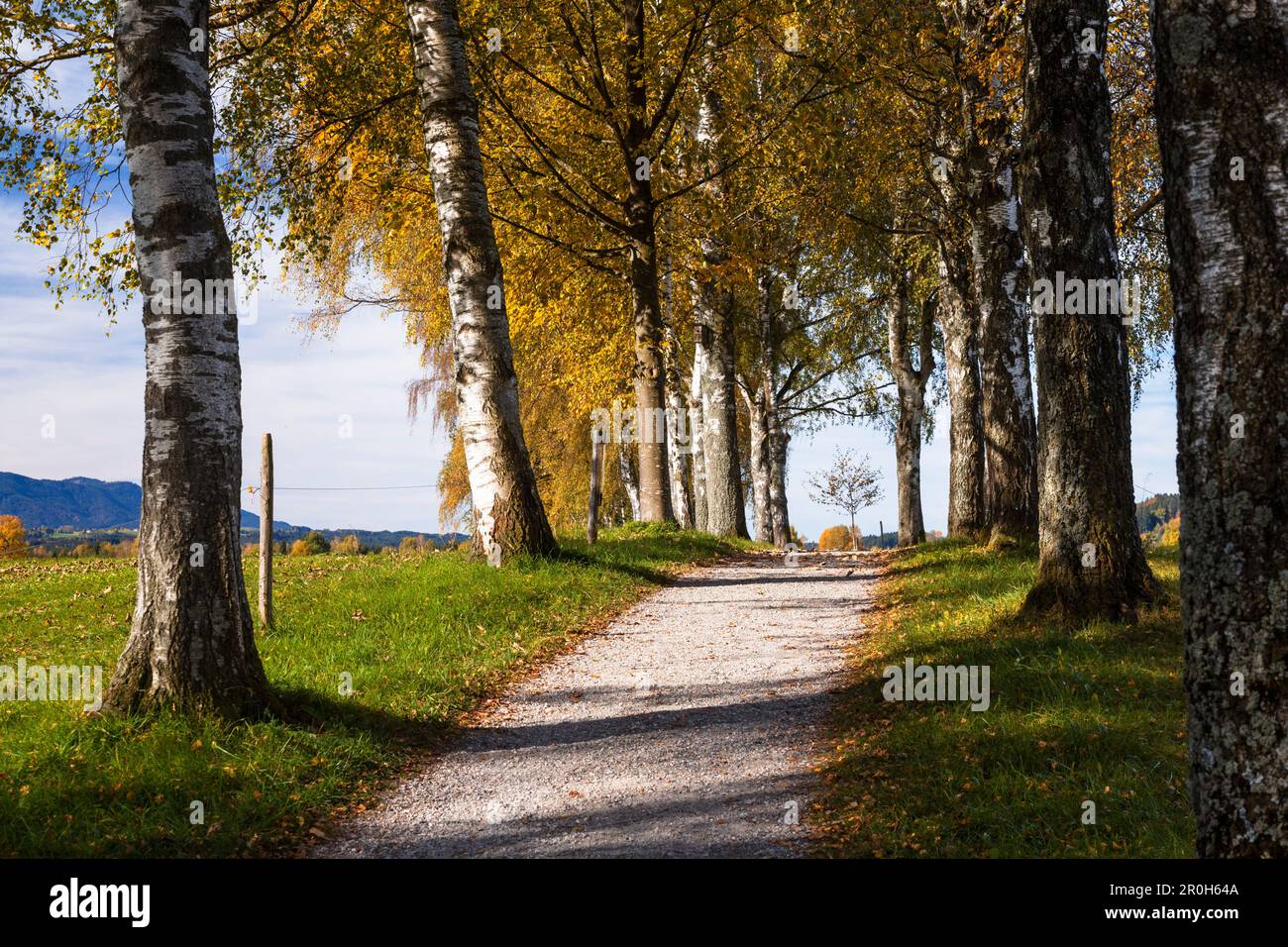 Birch-alley in autumn near Uffing at lake Staffelsee, Upper Bavaria ...