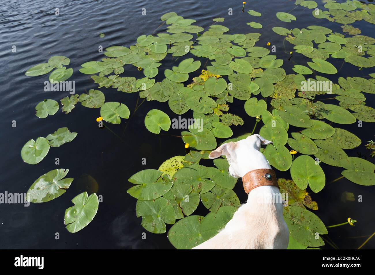 Dog looking at water lilies in a pond, biosphere reserve, spanish ...