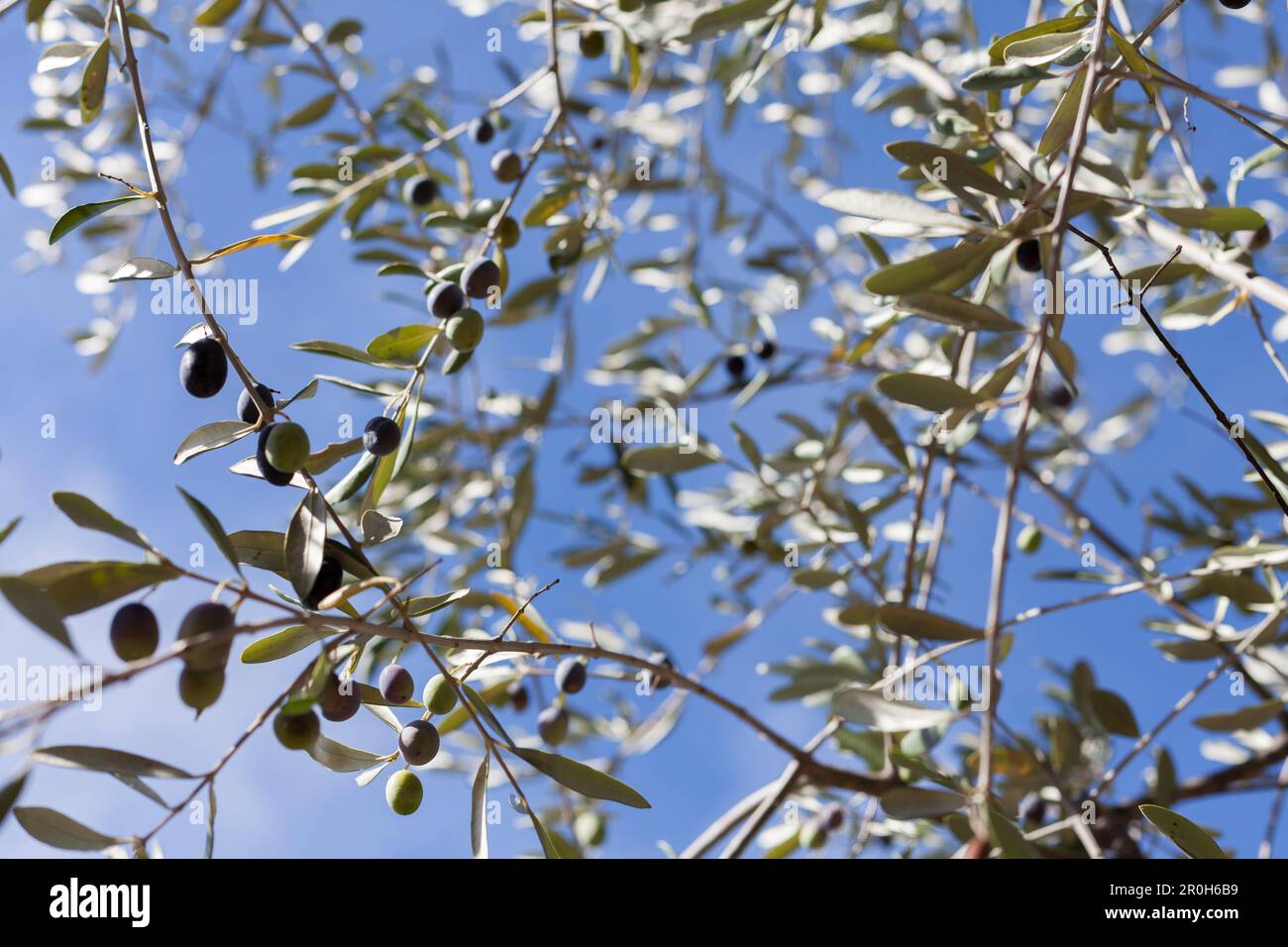 Close up of an olive branch, olive tree Stock Photo - Alamy