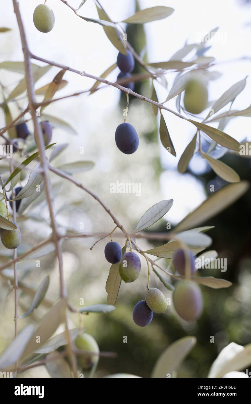 Olive branch with olives, olive tree, Liguria, Italy Stock Photo - Alamy