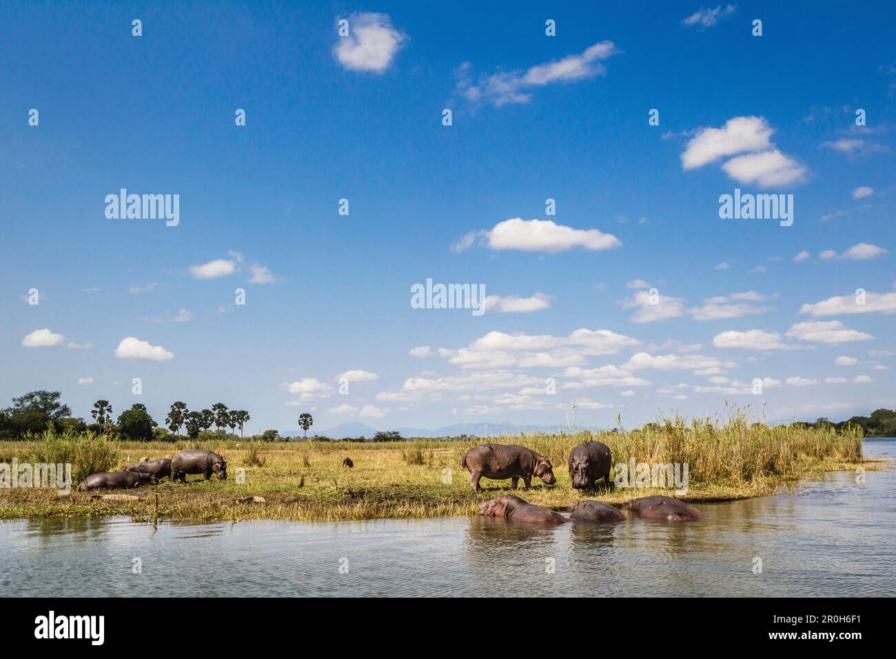 Hippos, Hippopotamus grasing along the Shire River, Liwonde National ...
