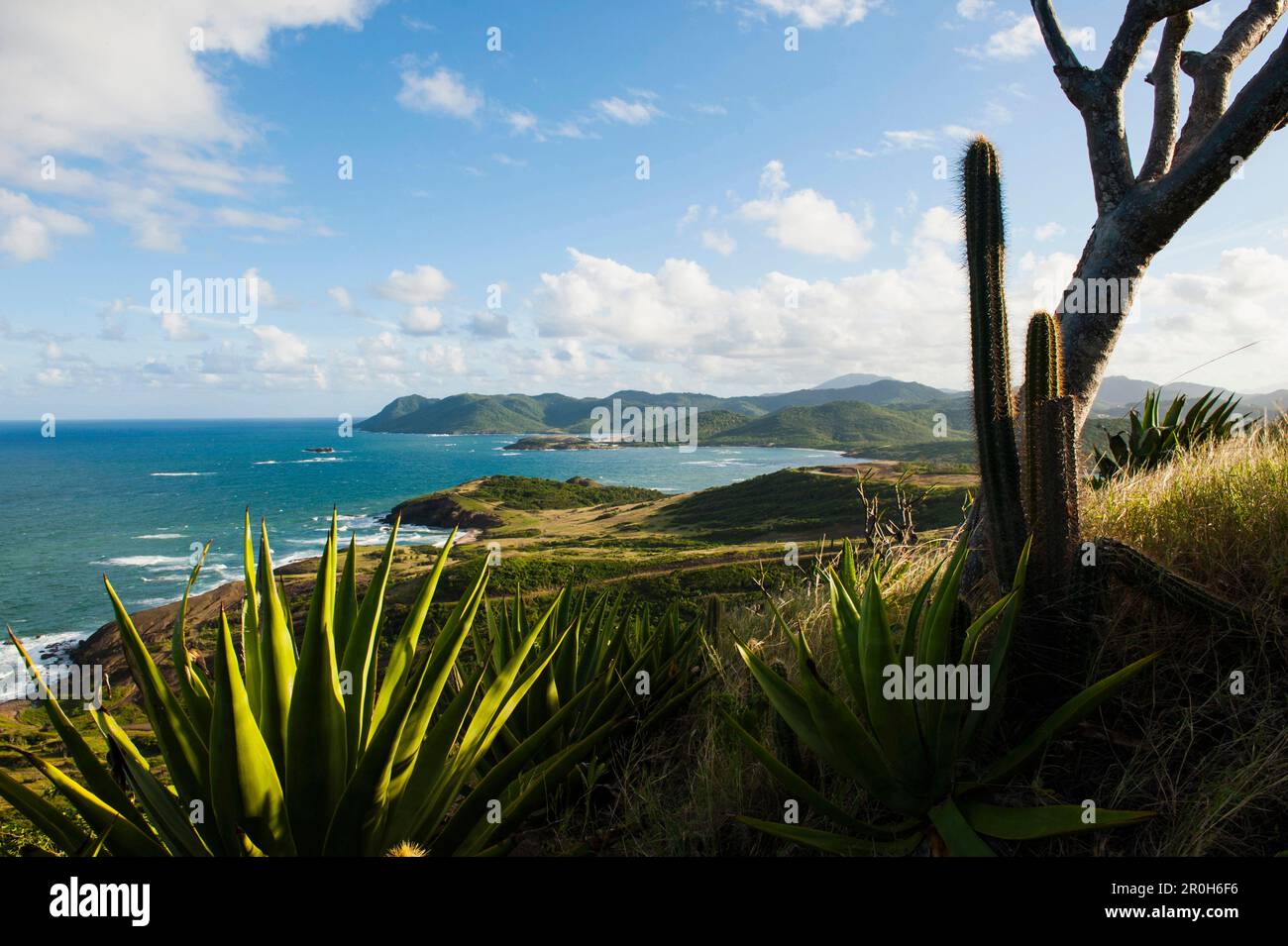 Coastal landscape with cactus, St. Lucia, Windward Islands, Lesser ...