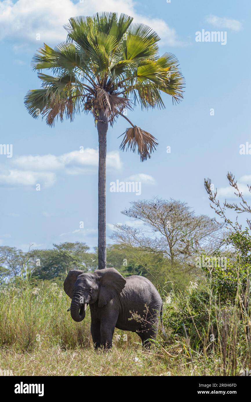 Elephant beneath a palm tree, Liwonde National Park, Malawi, Africa ...