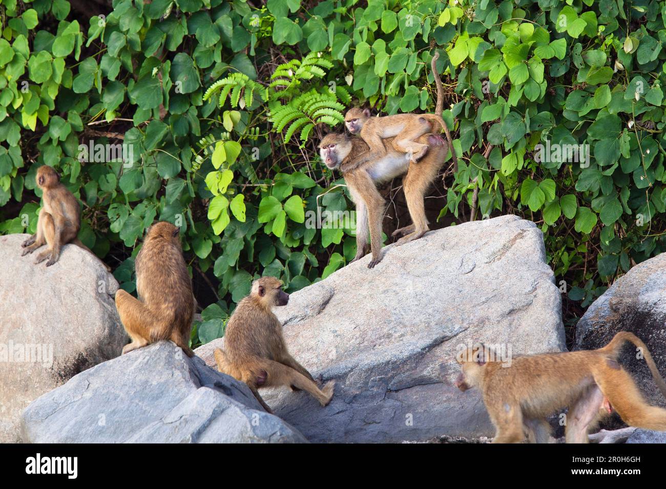 Yellow Baboons, Papio cynocephalus kindae, Lake Tanganjika, Mahale ...