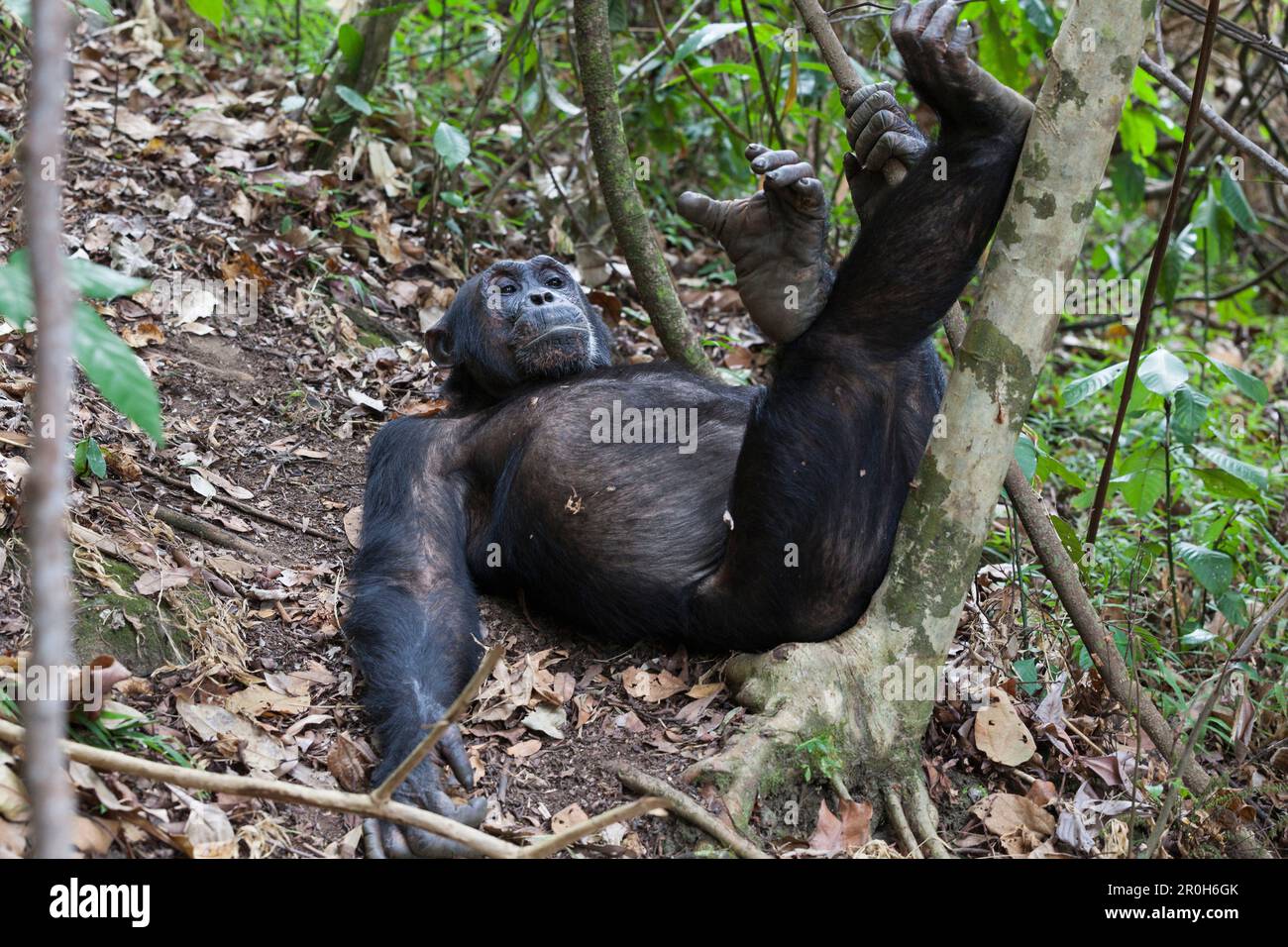 Chimpanzee male resting, Pan troglodytes, Mahale Mountains National ...