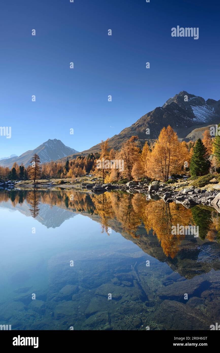 Larch trees in autumn colors and mountains reflecting in a mountain ...
