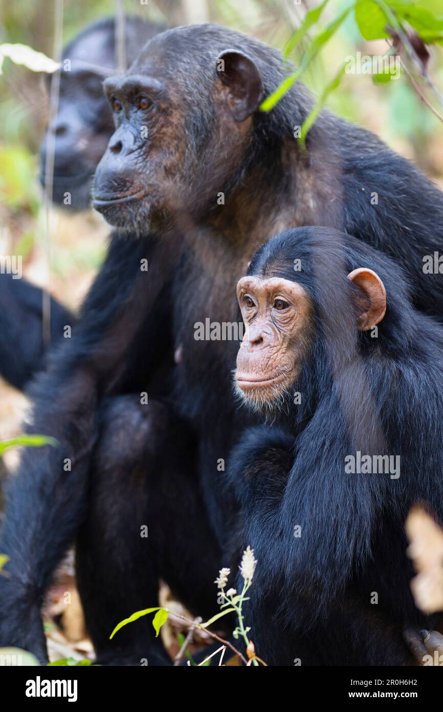 Pan points hi-res stock photography and images - Alamy