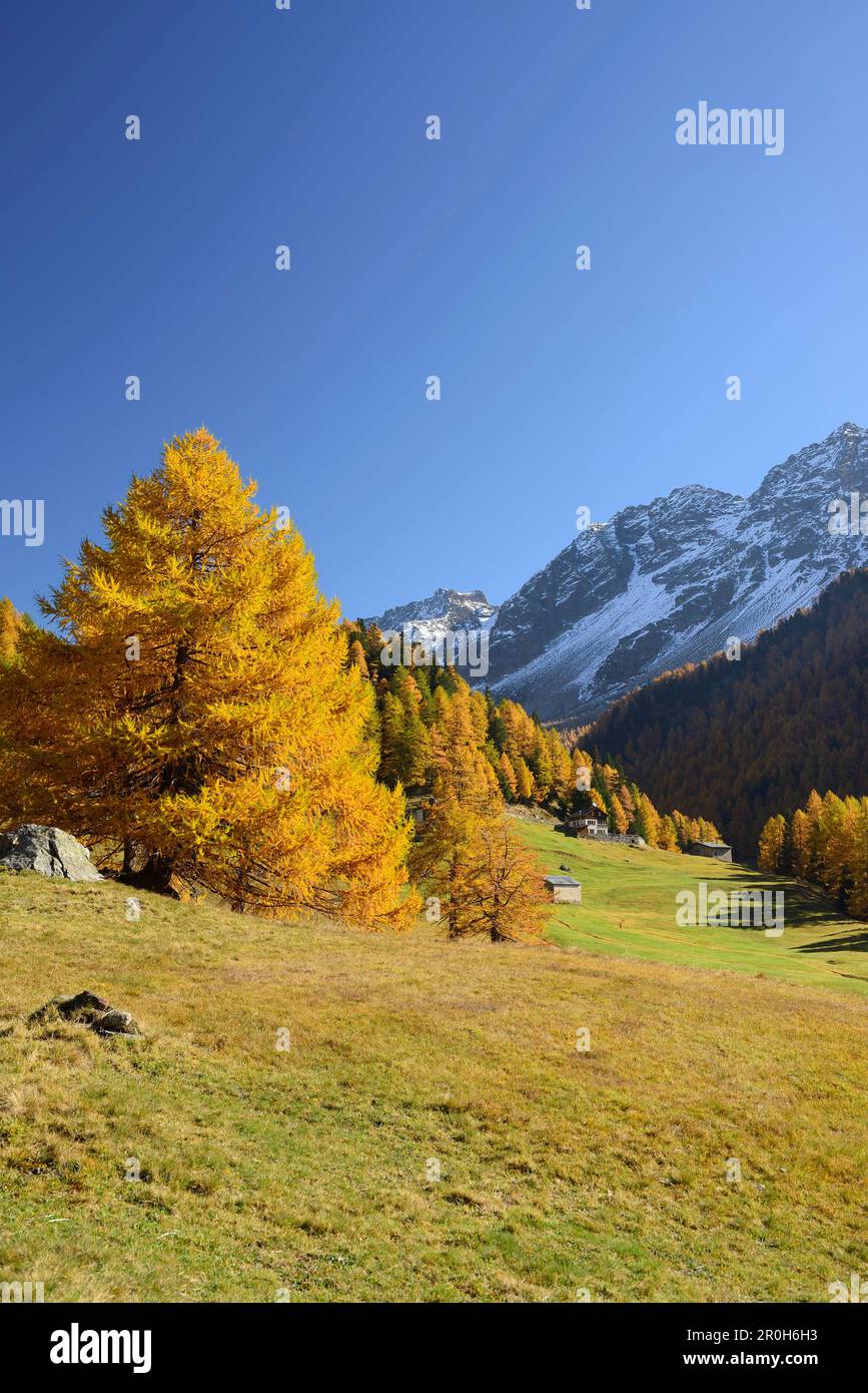 Larch trees in autumn colors in front of snow-capped mountains, Val da ...