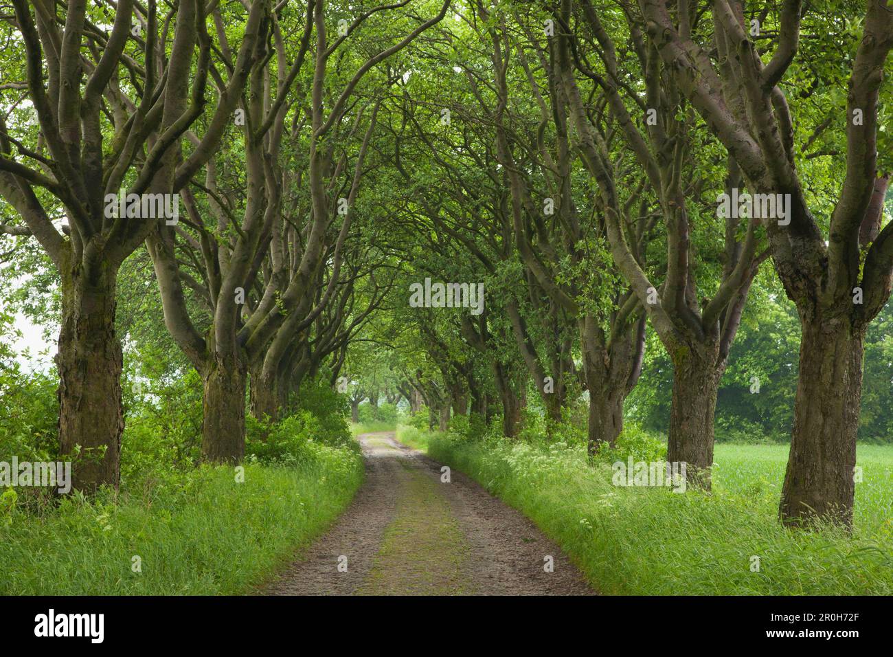 Haw symbol hi-res stock photography and images - Alamy