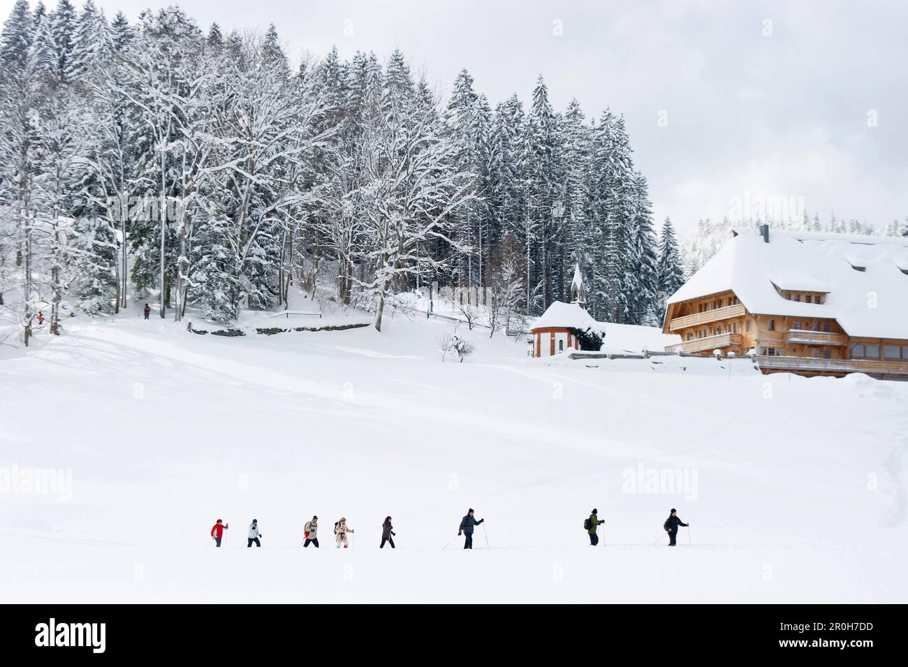 Snow shoe hikers, Hinterzarten, Black Forest, Baden-Wuerttemberg ...