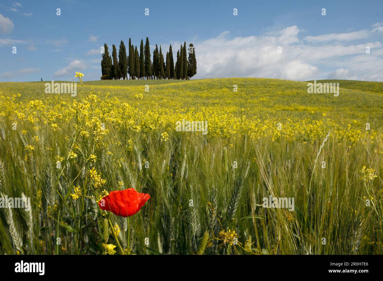 Typical Tuscan landscape with cypress grove, yellow rape field, canola ...