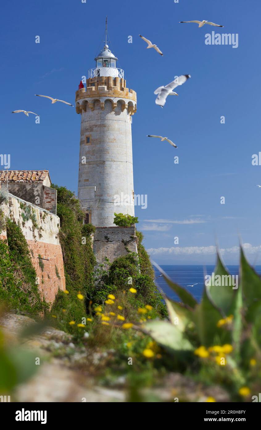 Seagulls flying over the Lighthouse at Fort Stella, Portoferraio, Elba ...