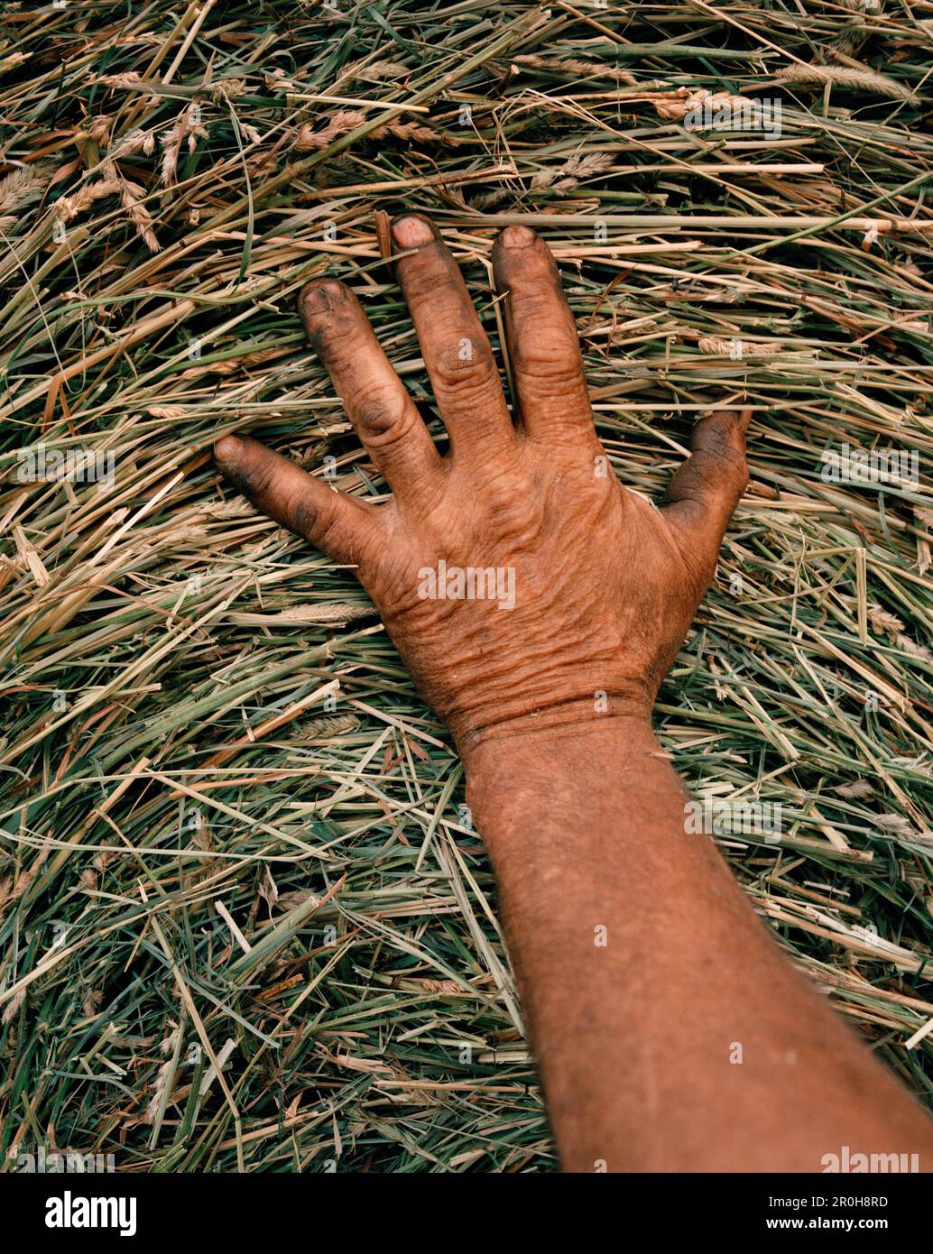 USA, Minessota, close-up of a farmer's hand holding hay bale Stock ...