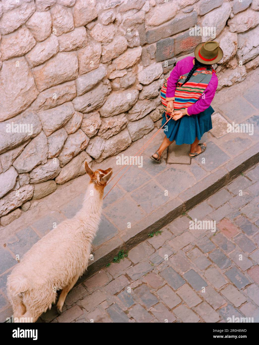 Peru llama pulling hi-res stock photography and images - Alamy